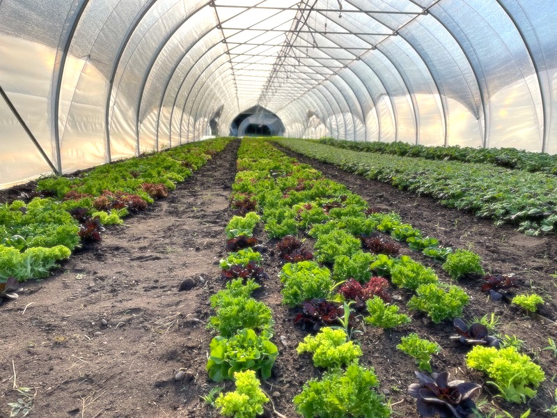 Reflecting on the White House Conference on Hunger, Nutrition and ...