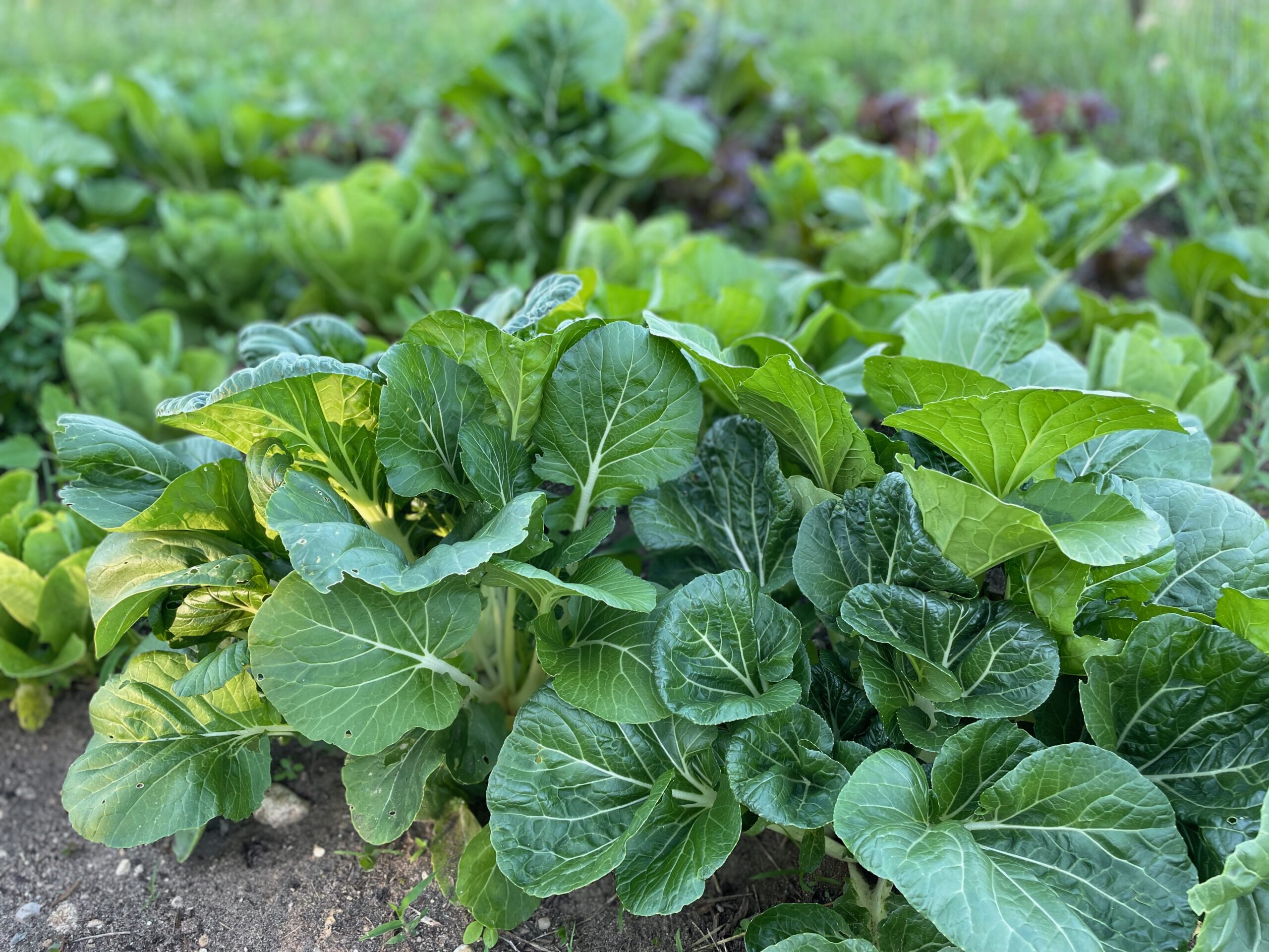 Michigan s School Kids Need Farm fresh Food Groundwork Center